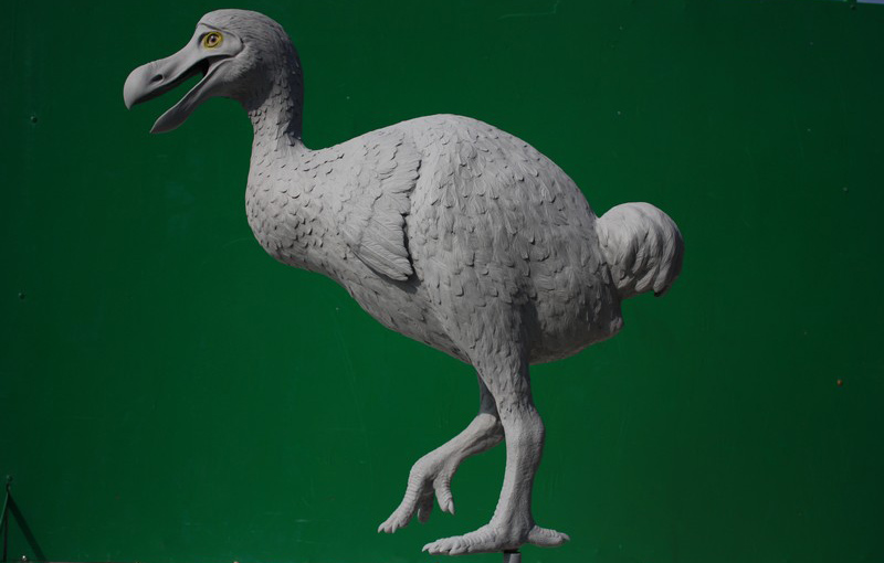 Raphus cucullatus - GEOMODEL