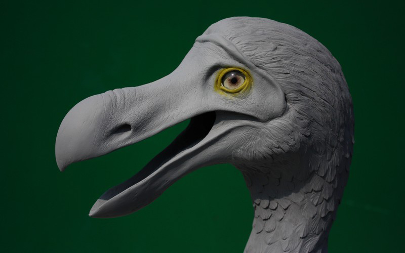 Raphus cucullatus - GEOMODEL